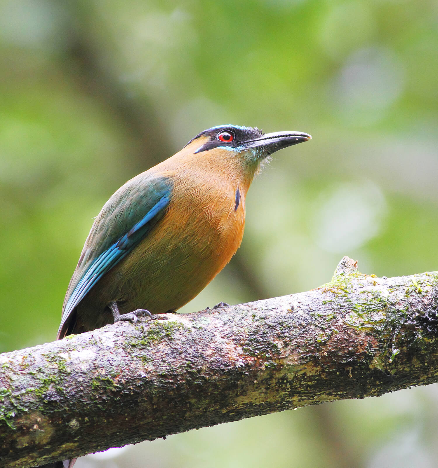 Our Recommended Equipment For A Birding Experience - Conservation Birding