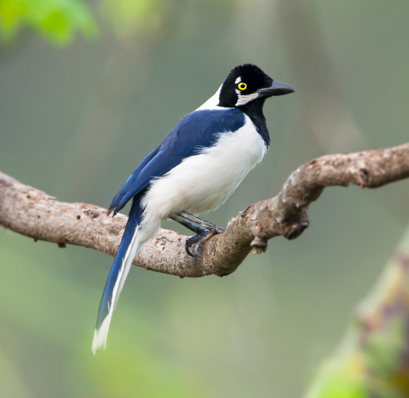 Jorupe - Conservation Birding