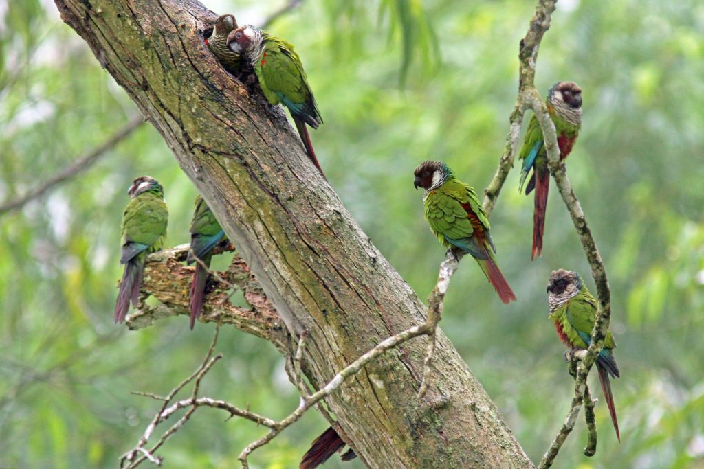 Grey-breasted Parakeet - Conservation Birding