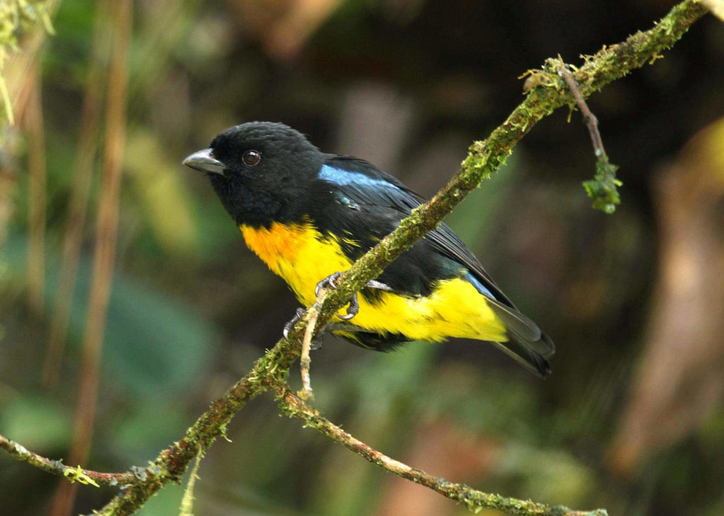 Tanagers Reserve - Conservation Birding