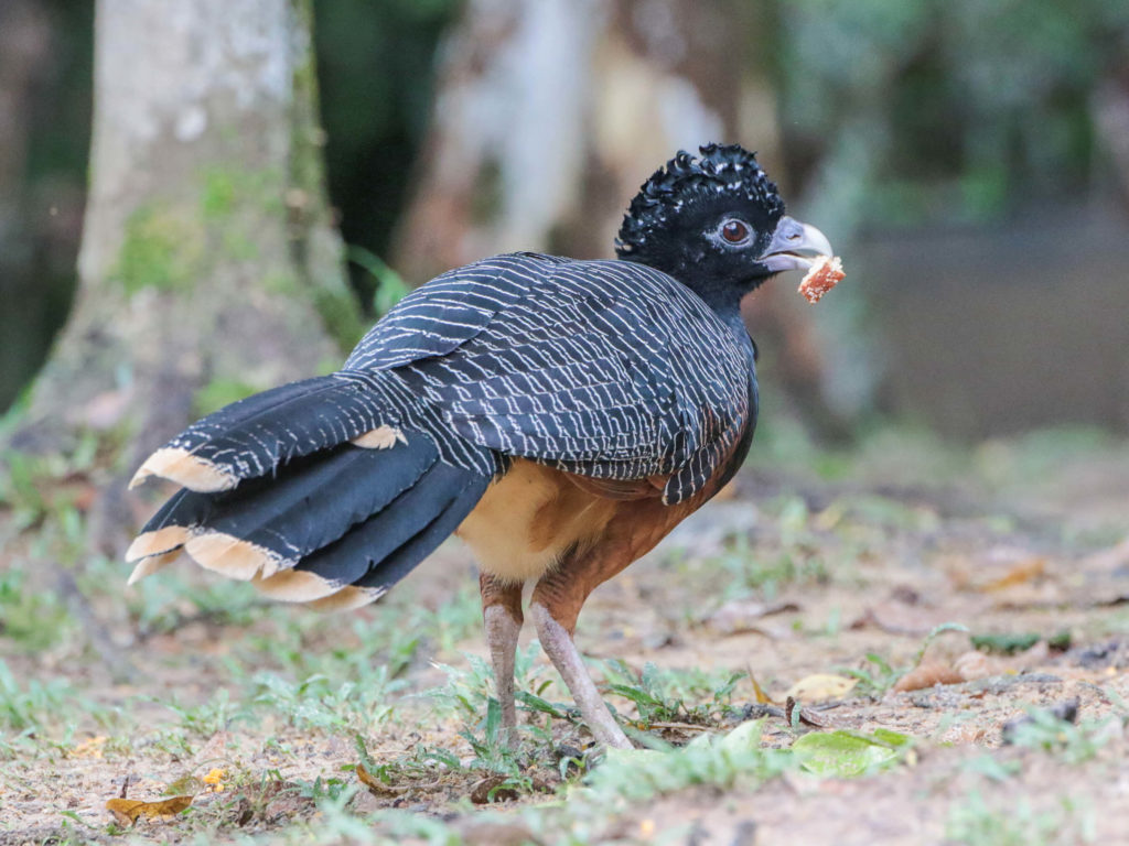 El Paujil - Conservation Birding